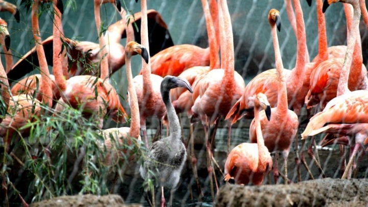 Rare flamingos successfully bred in Zhengzhou Zoo - China Plus
