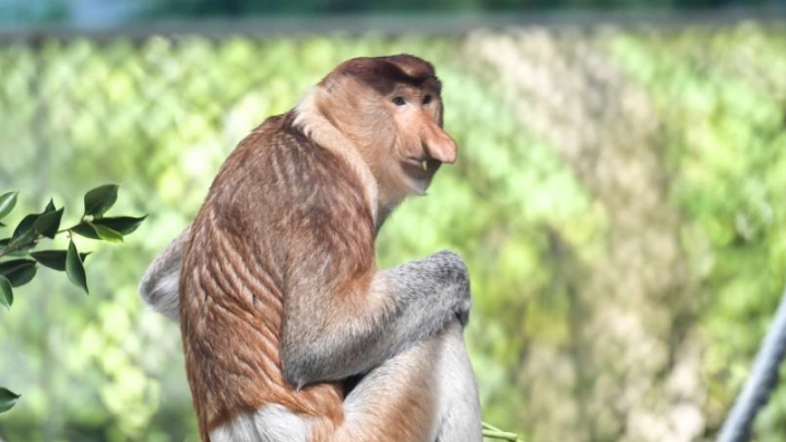 China imports long-nosed monkey from Indonesia - China Plus