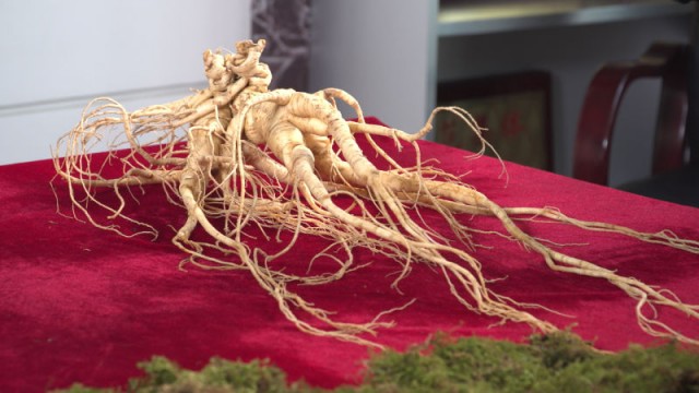World's biggest wild ginseng root put on display - China Plus