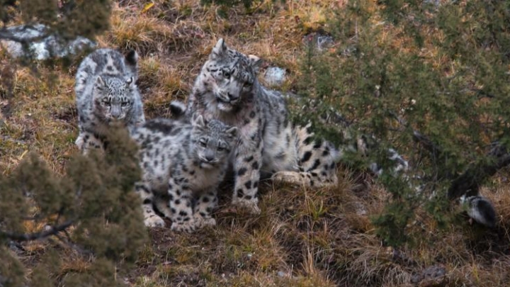 Snow leopards photographed in Qinghai - China Plus