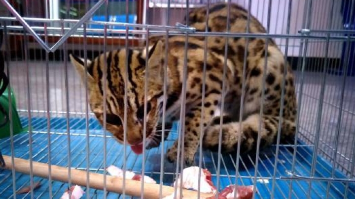 Rare leopard cat caught in Yunnan - China Plus