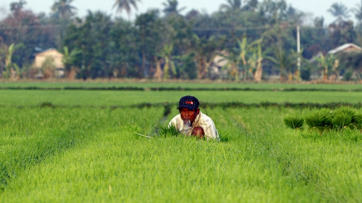 Myanmar celebrates Peasants' Day - China Plus