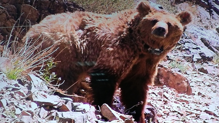 China to help Mongolia in Gobi bear protection - China Plus