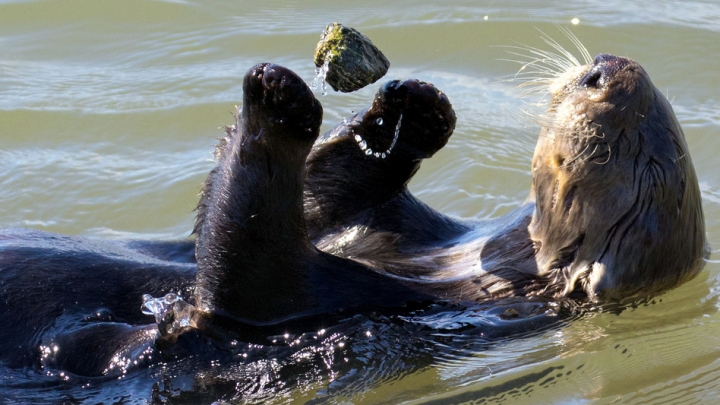 Photographer captures otter's athletic skills - China Plus