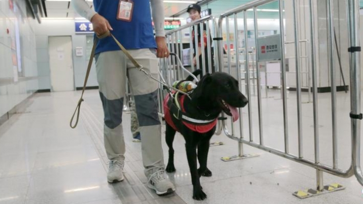 Guide dog appears in Xi'an's subway for training - China Plus