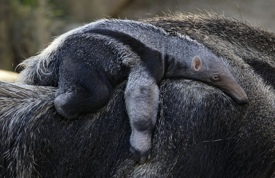 Connecticut zoo welcomes baby giant anteater - China Plus