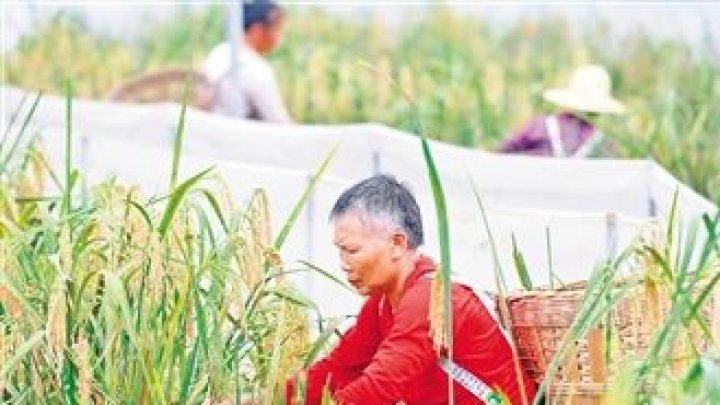 New strain of tall growing rice successfully harvested in Chongqing ...