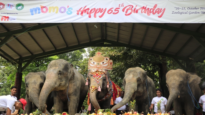 People celebrate 65th birthday of elephant MoMo in Myanmar - China Plus