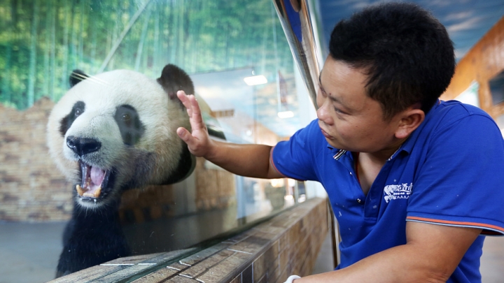 What's daily life like for a panda keeper? - China Plus