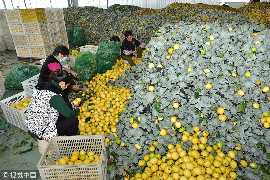 Sichuan farmers welcome a bumper harvest of lemons - China Plus