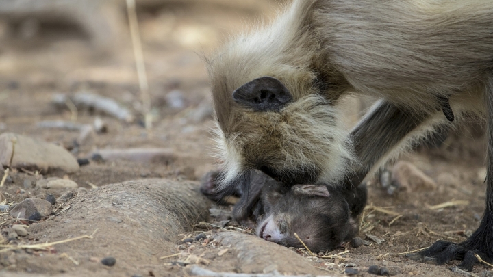 Mother monkey holds her dead child for hours - China Plus