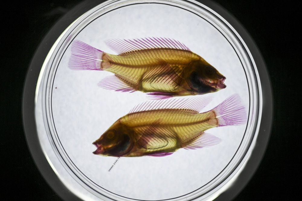 Exhibition of transparent fish held at Kuala Lumpur aquarium - China Plus