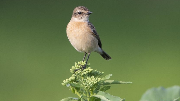 Bird rests on cole flower in Fuzhou - China Plus