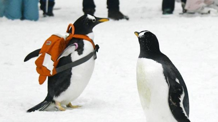 People visit penguins in northeast China - China Plus
