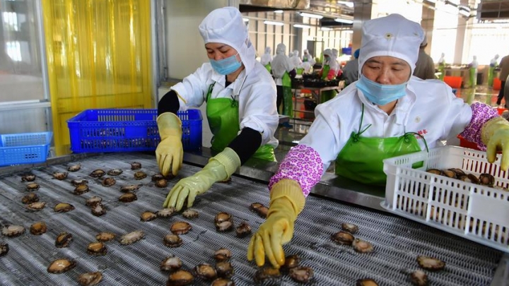 Abalone breeding develops major industry in Fujian - China Plus