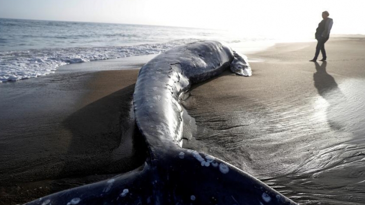 Dead gray whale on Point Reyes beach - China Plus
