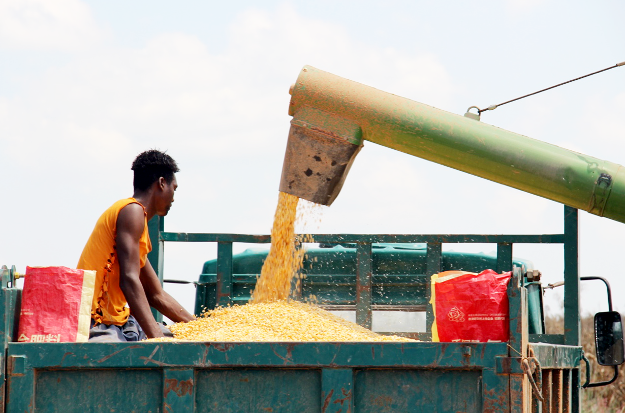 Chinese farmer promotes agricultural development in Angola - China Plus