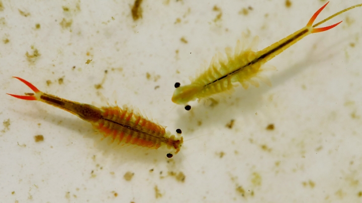Vernal pool fairy shrimp spotted in Jiangsu Province - China Plus