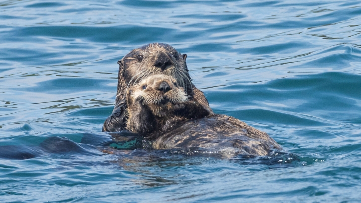 Cheeky otters capture the hearts of visitors in Alaska - China Plus