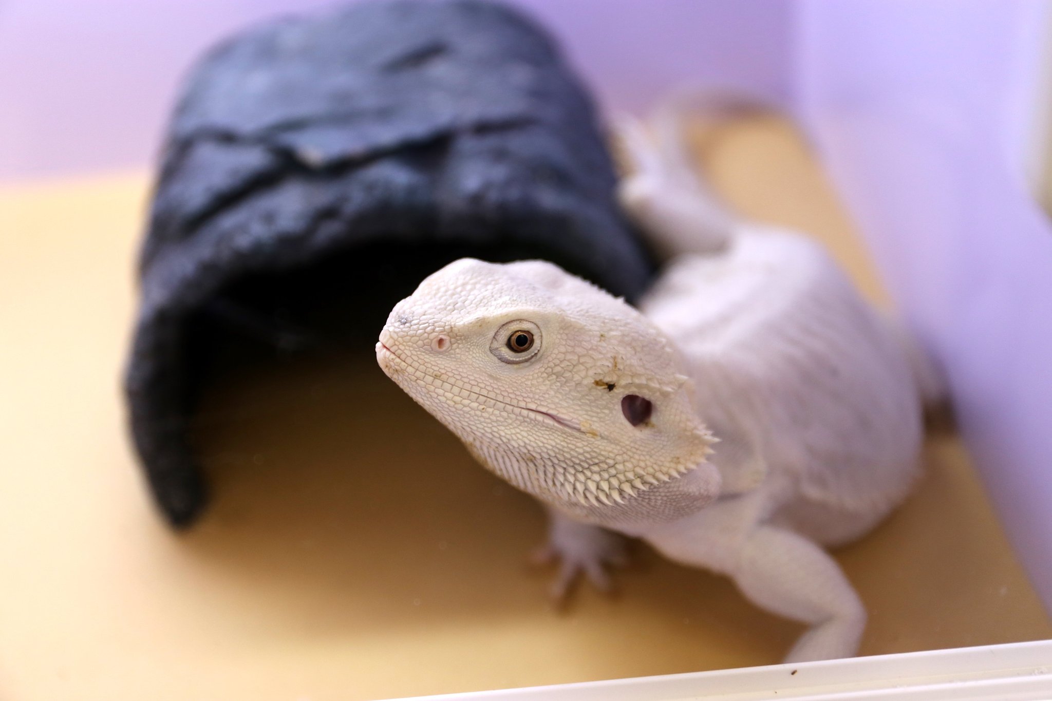 It'll be all white: scientists create albino lizards - China Plus