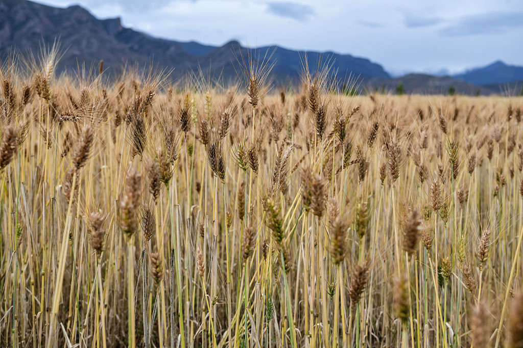 Prodhimi i grurit në Tibet arriti një nivel të ri në vitin 2022
