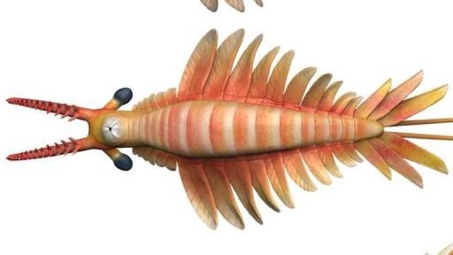 Paleontologët kinezë identifikojnë specie të reja karkalecash