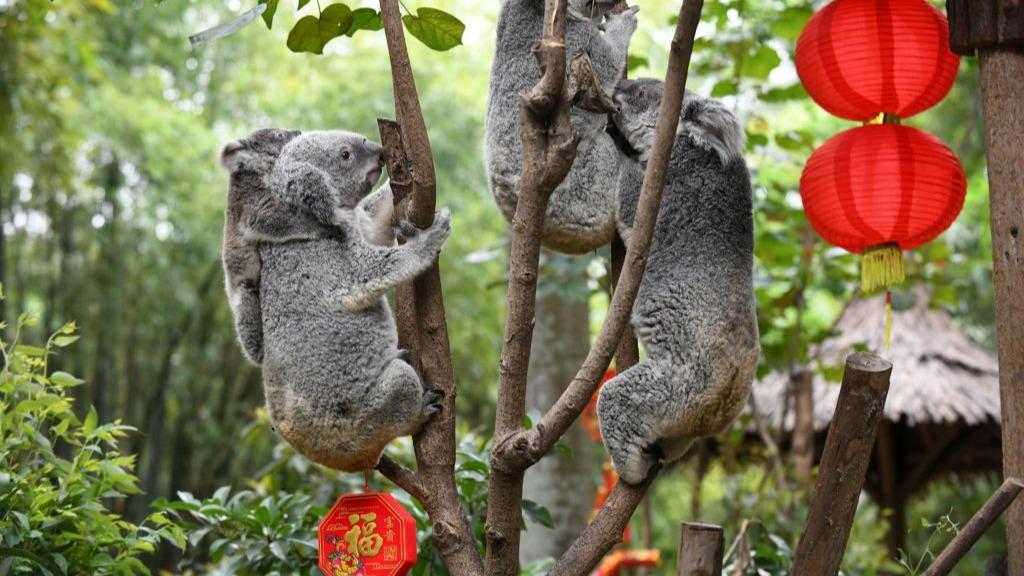 Guangzhou: Tiere im Changlong Wildtierpark feiern chinesisches Neujahr