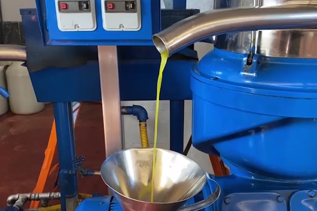 Vaji i ullirit në Fier, eksportohet i gjithë prodhimi i vitit