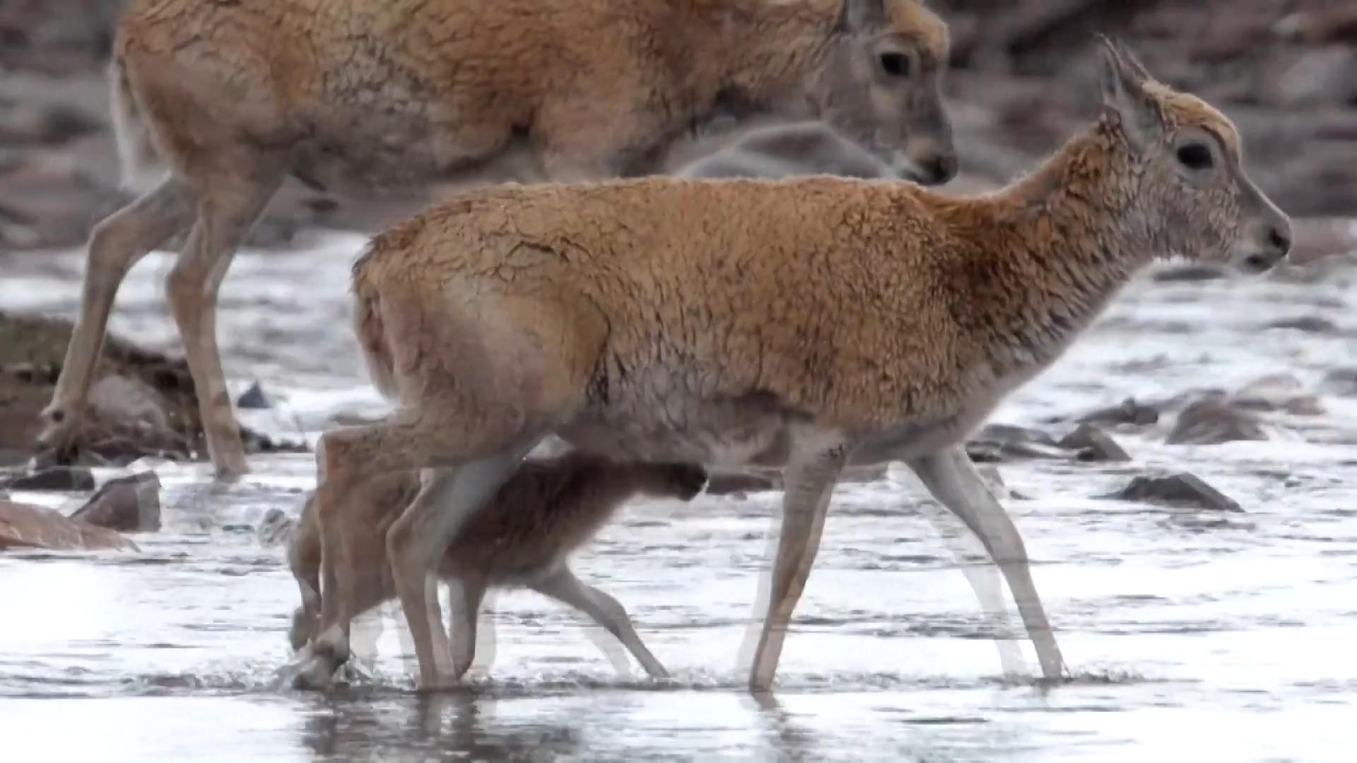 Malá antilopa tibetská, která byla oddělena od své matky, vyrůstá v ...