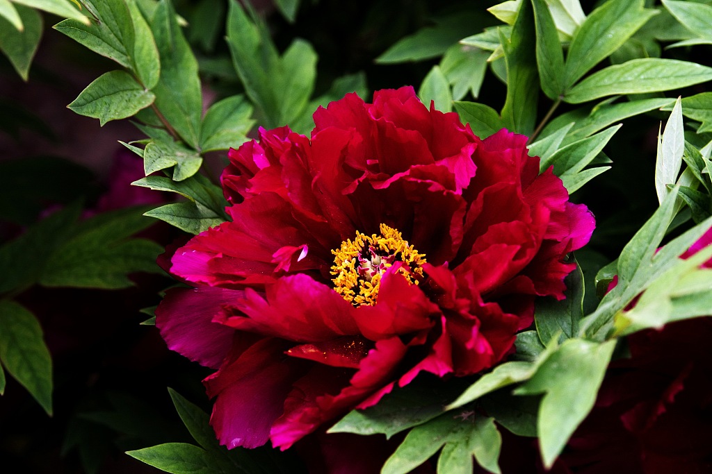 Bunga Peony Berkembang Mekar