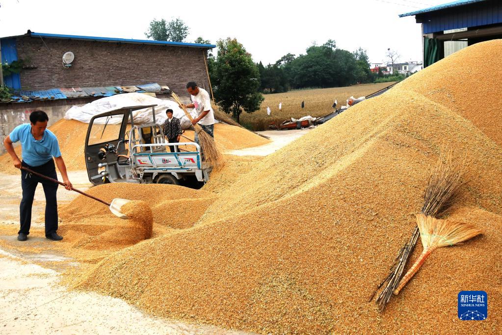 Sibuk Menuai Gandum di Henan