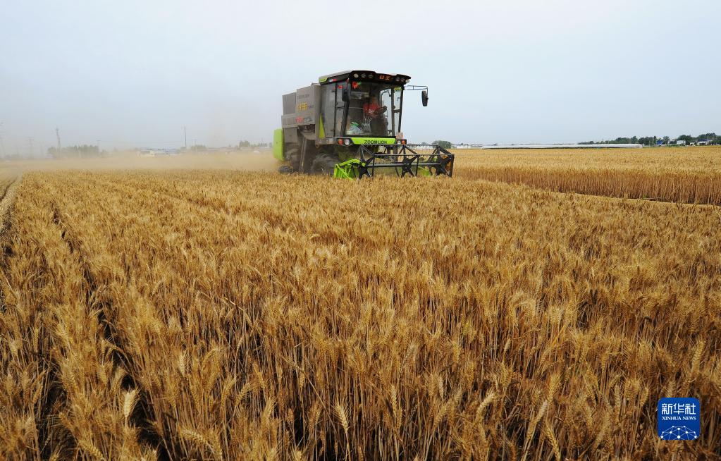 Petani Sibuk Menuai Gandum