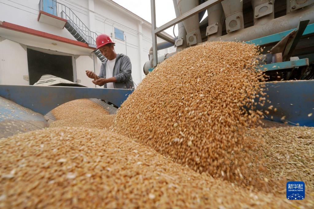 Sibuk Menuai dan Menyimpan Bijirin Gandum di Hebei
