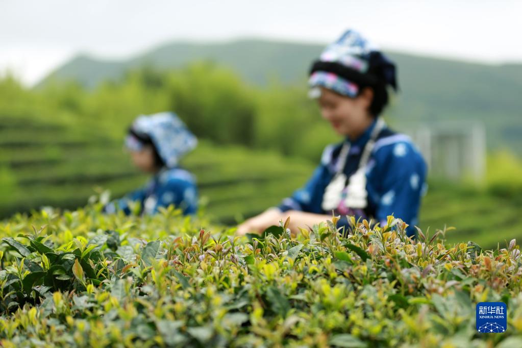 Industri Teh Maojian Jana Pembangunan Desa